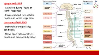 Introduction to the Nervous System.pptx