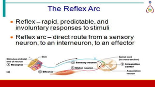 Introduction to the Nervous System.pptx