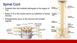 Introduction to the Nervous System.pptx