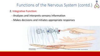 Introduction to the Nervous System.pptx