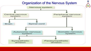 Introduction to the Nervous System.pptx
