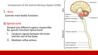 Introduction to the Nervous System.pptx