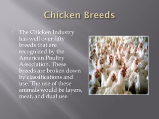 Introduction to the poultry industry | PPT