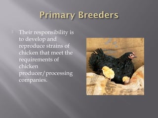 Introduction to the poultry industry | PPT