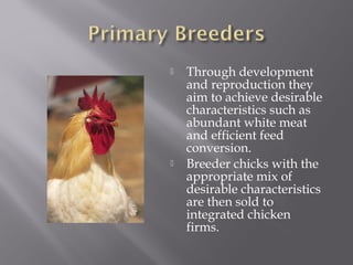 Introduction to the poultry industry | PPT