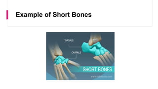 Introduction to the Skeletal System.pptx