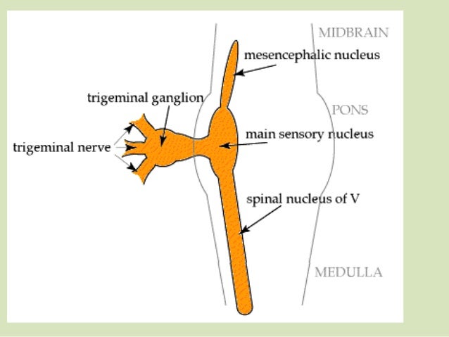 Introduction to the trigeminal nerve ‫‬dental surgery