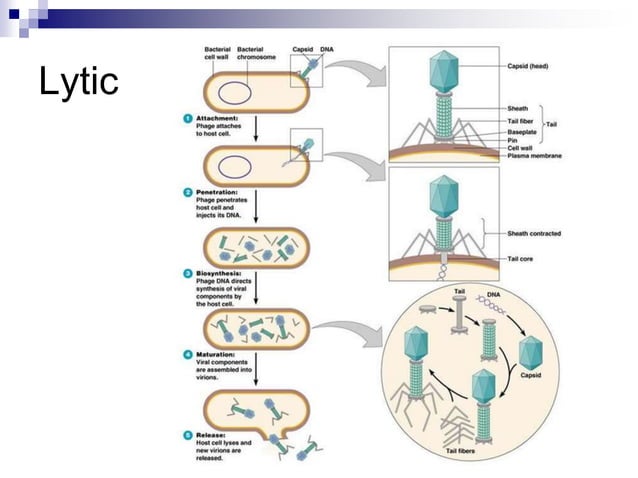 Introduction to the viruses | PPT