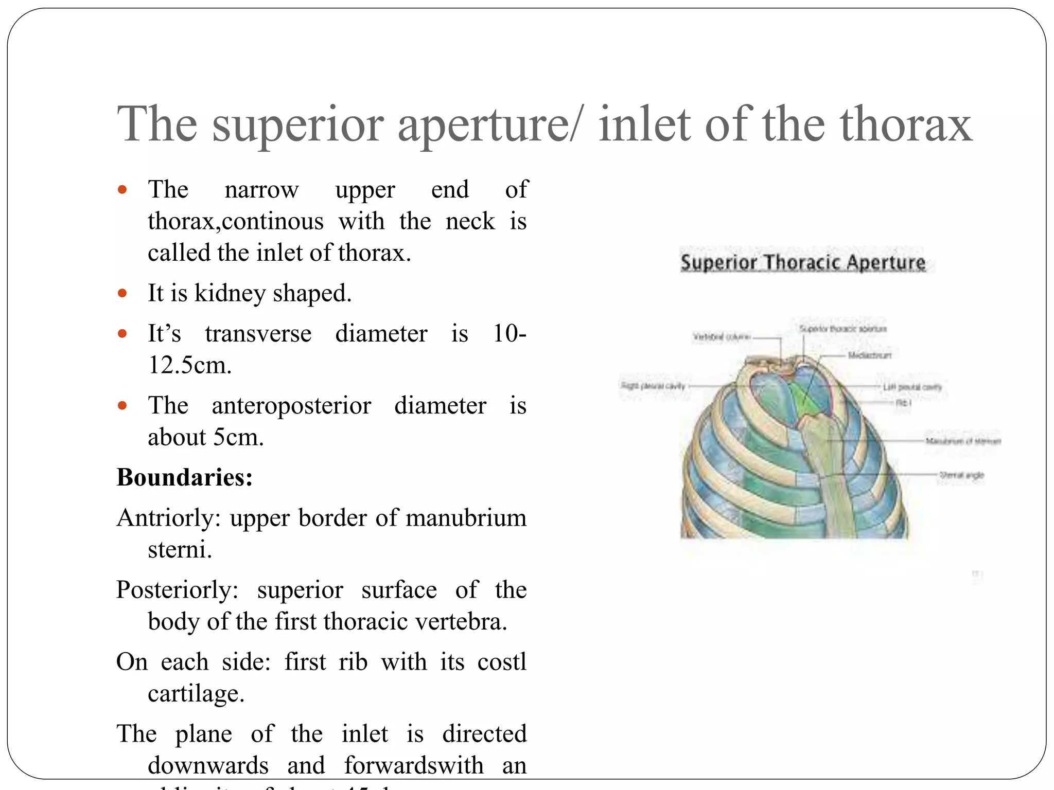 Introduction to thorax | PPTX