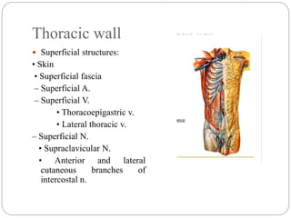 Introduction to thorax | PPTX