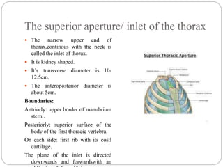 Introduction to thorax | PPTX