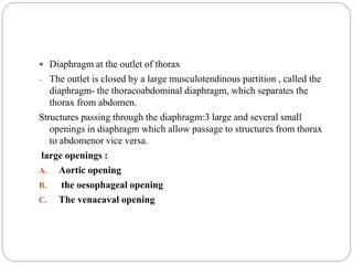 Introduction to thorax | PPTX