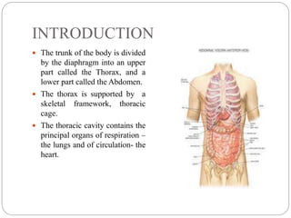Introduction to thorax | PPTX