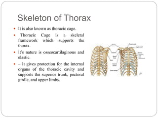 Introduction to thorax | PPTX