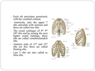 Introduction to thorax | PPTX