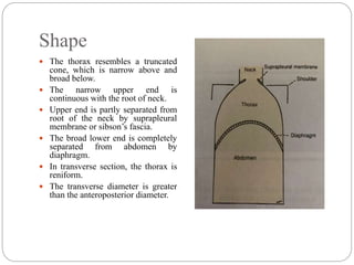 Introduction to thorax | PPTX