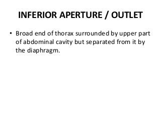 Introduction to Thorax.pptx