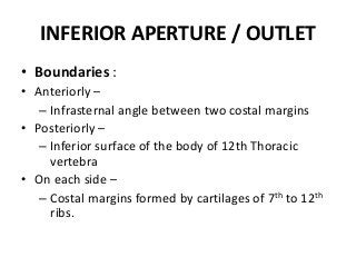Introduction to Thorax.pptx