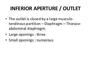 Introduction to Thorax.pptx