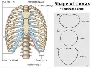 Introduction to Thorax.pptx