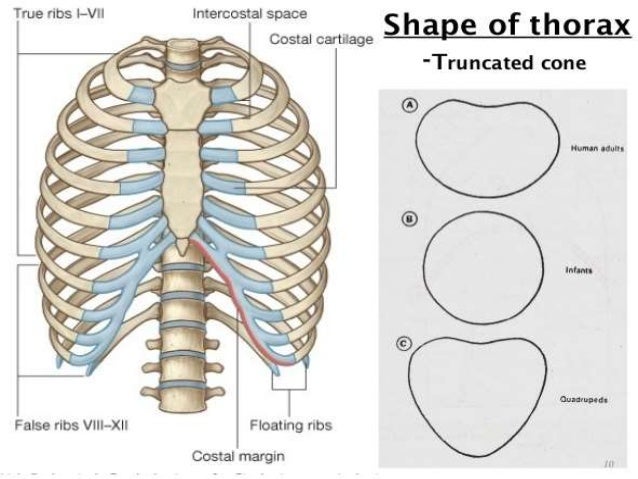 Introduction to Thorax.pptx