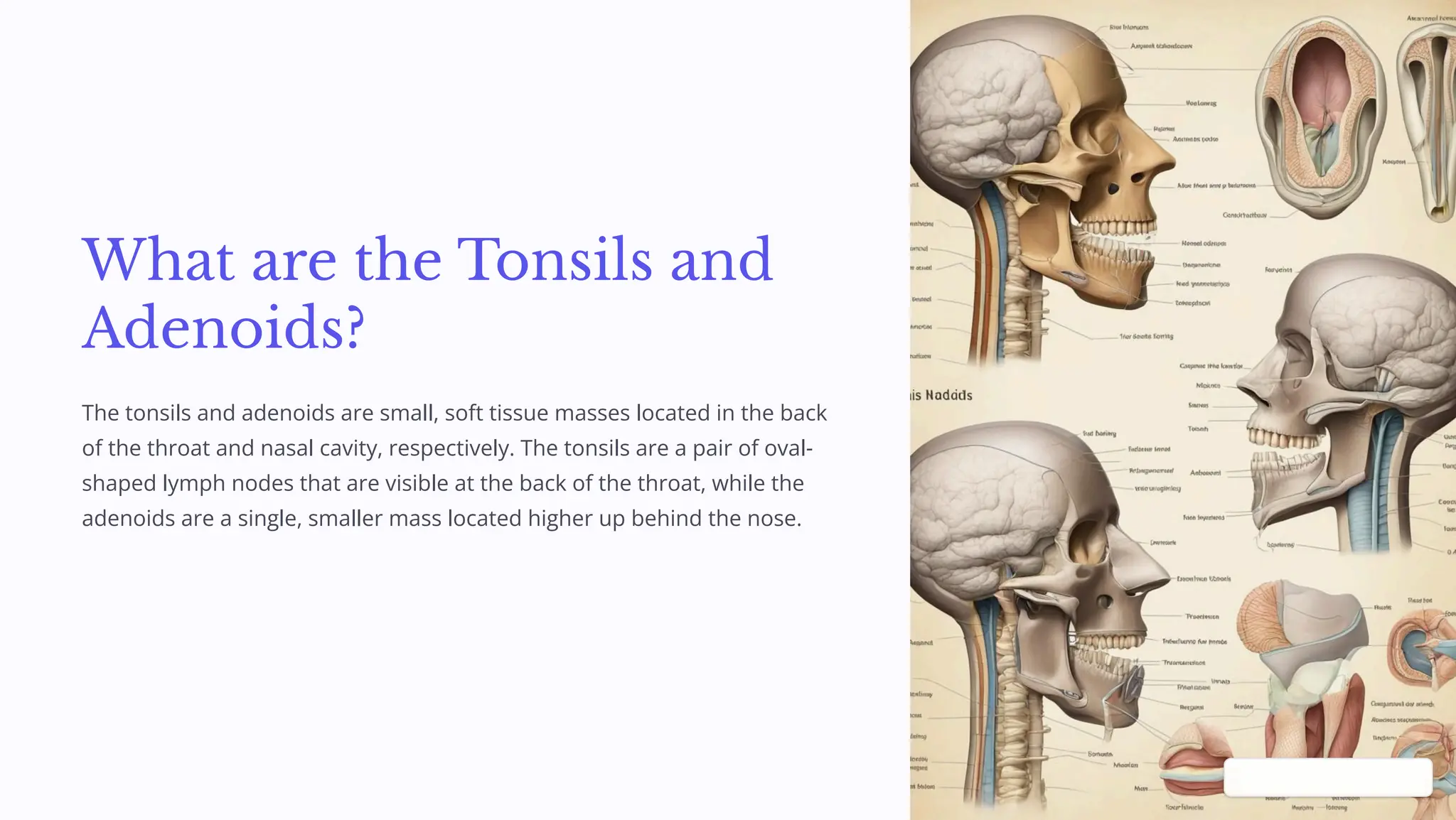 Introduction to Tonsillitis and Adenoiditis.pdf