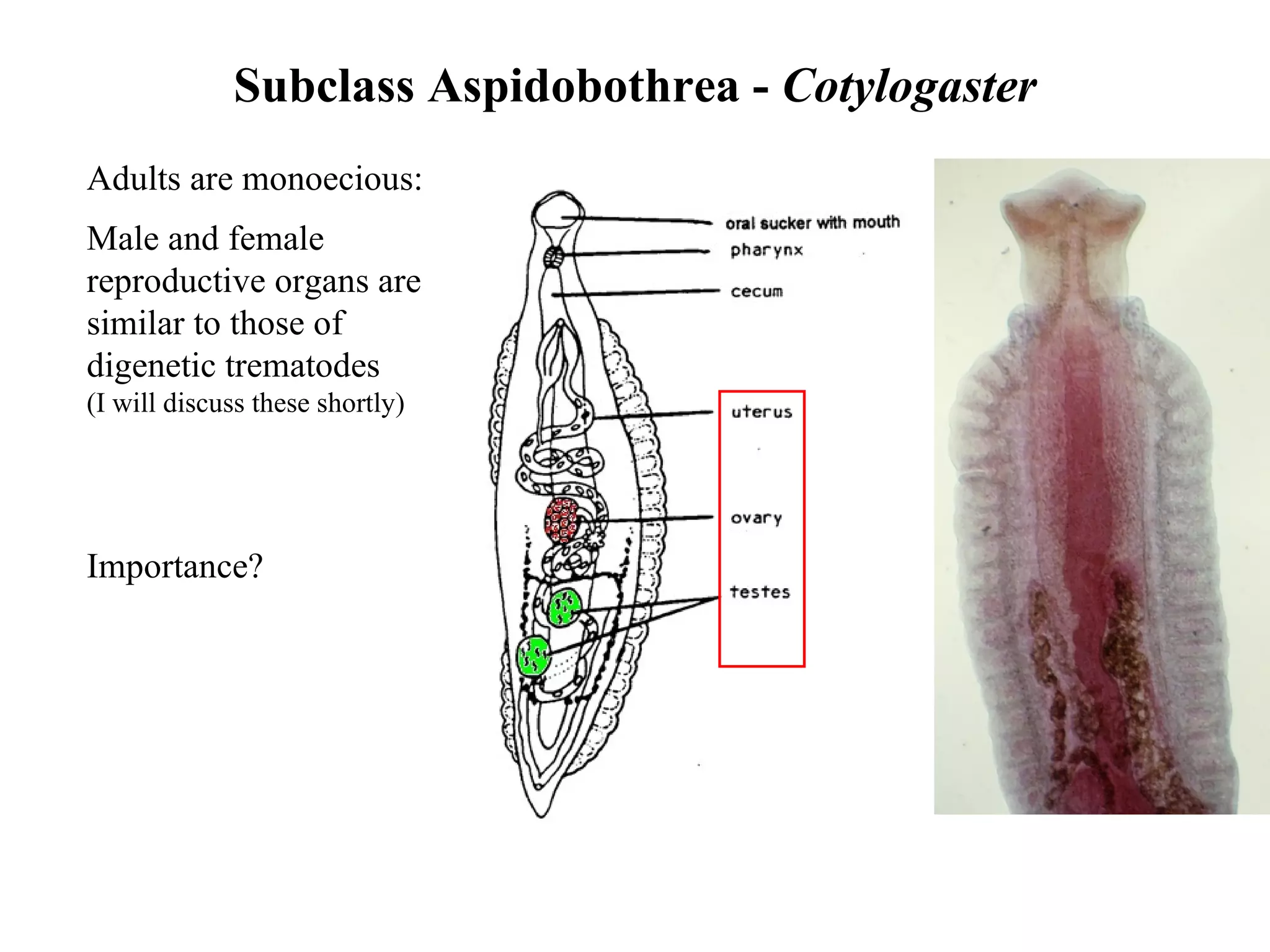 Introduction To Trematodes | PPT