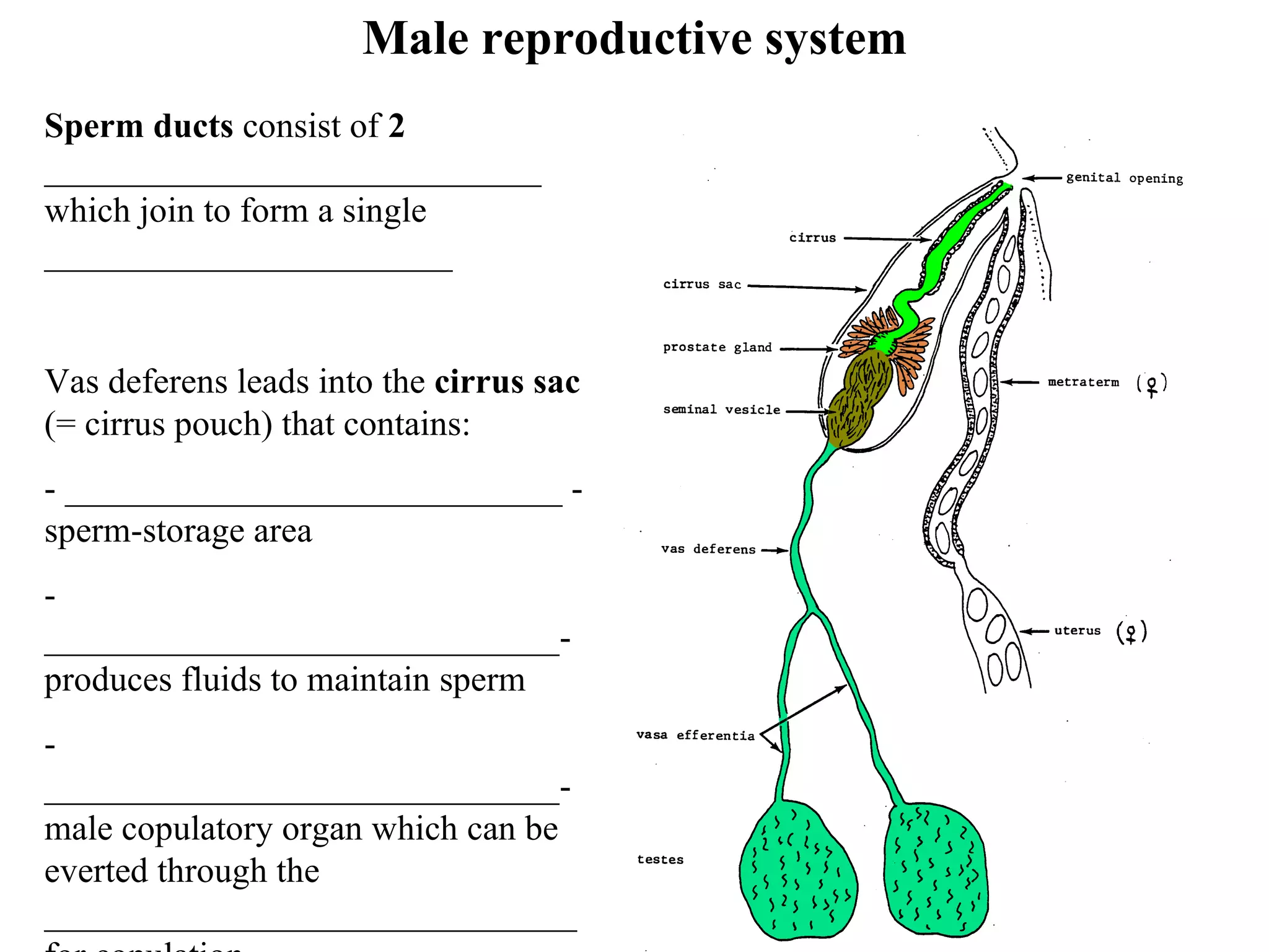 Introduction To Trematodes | PPT