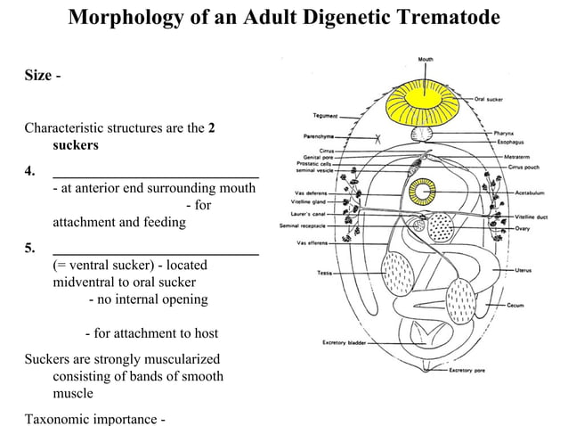 Introduction To Trematodes | PPT | Biological Sciences | Science