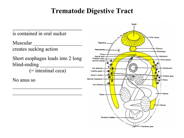 Introduction To Trematodes | PPT | Biological Sciences | Science