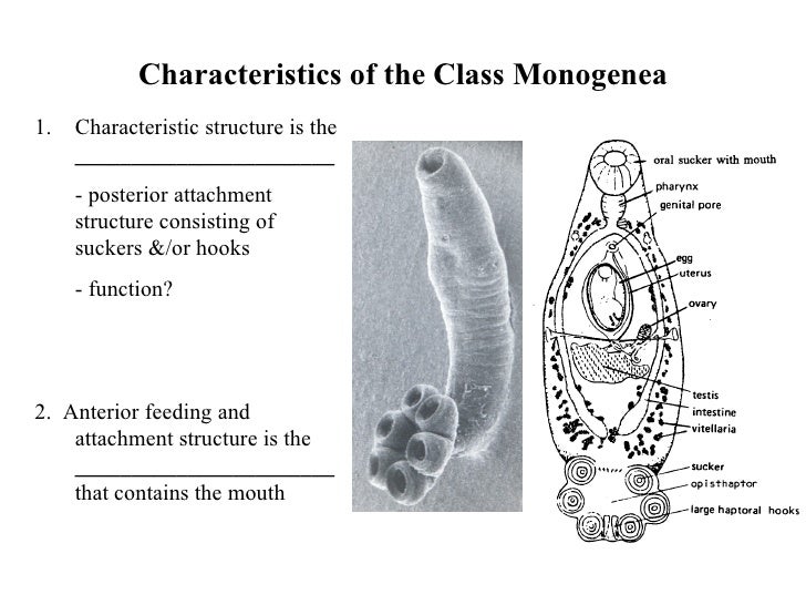 Introduction To Trematodes