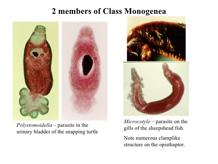 Introduction To Trematodes