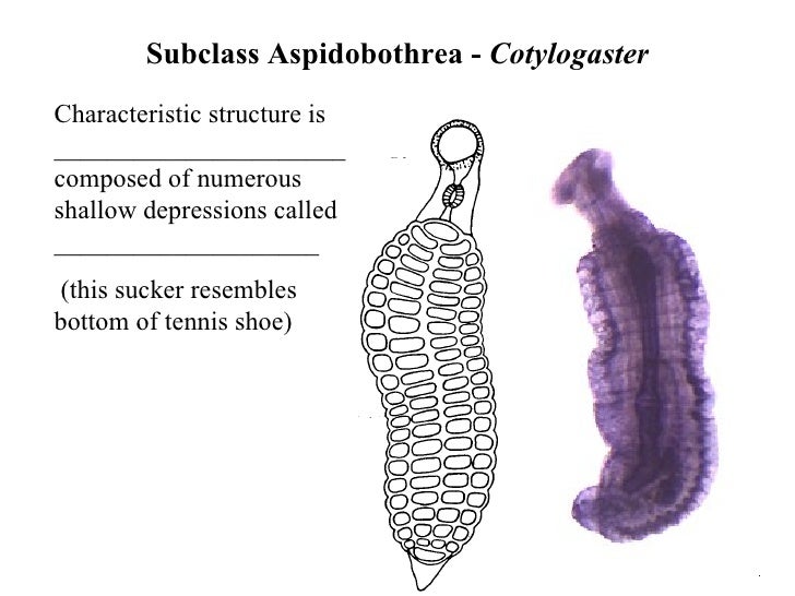 Introduction To Trematodes