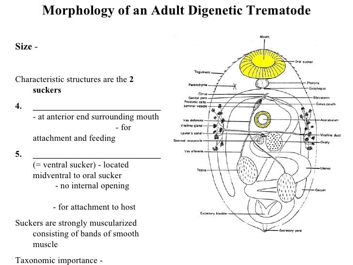 Introduction To Trematodes