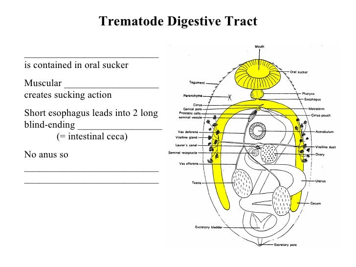 Introduction To Trematodes