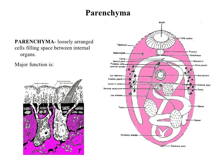 Introduction To Trematodes