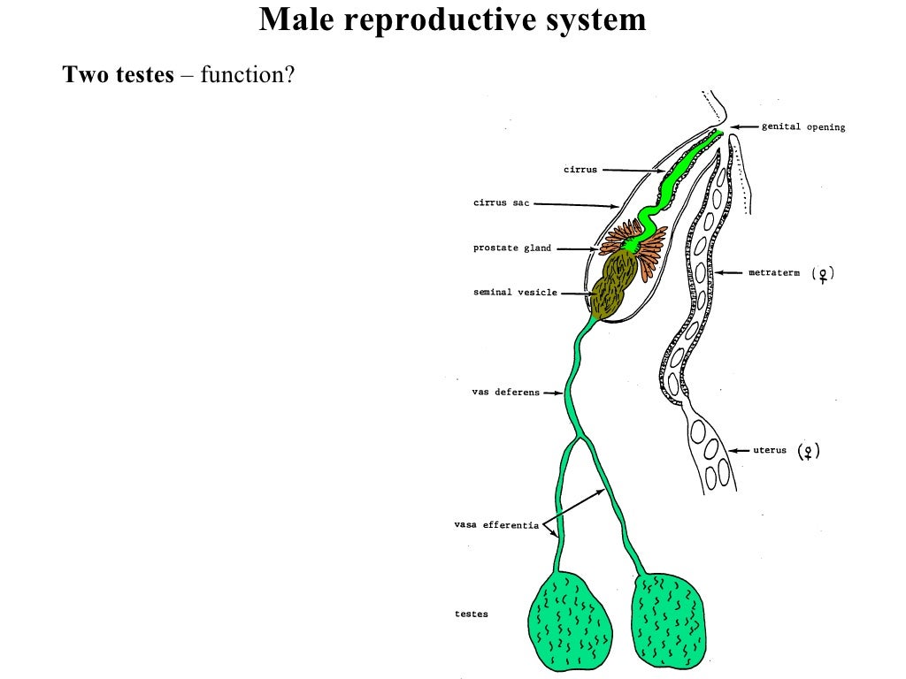 Introduction To Trematodes