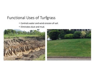 Introduction to Turfgrass Management | PDF