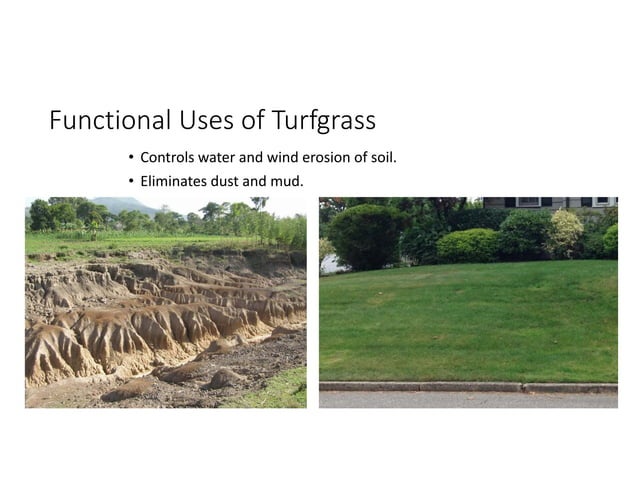 Introduction to Turfgrass Management | PDF | Landscaping | Home & Garden
