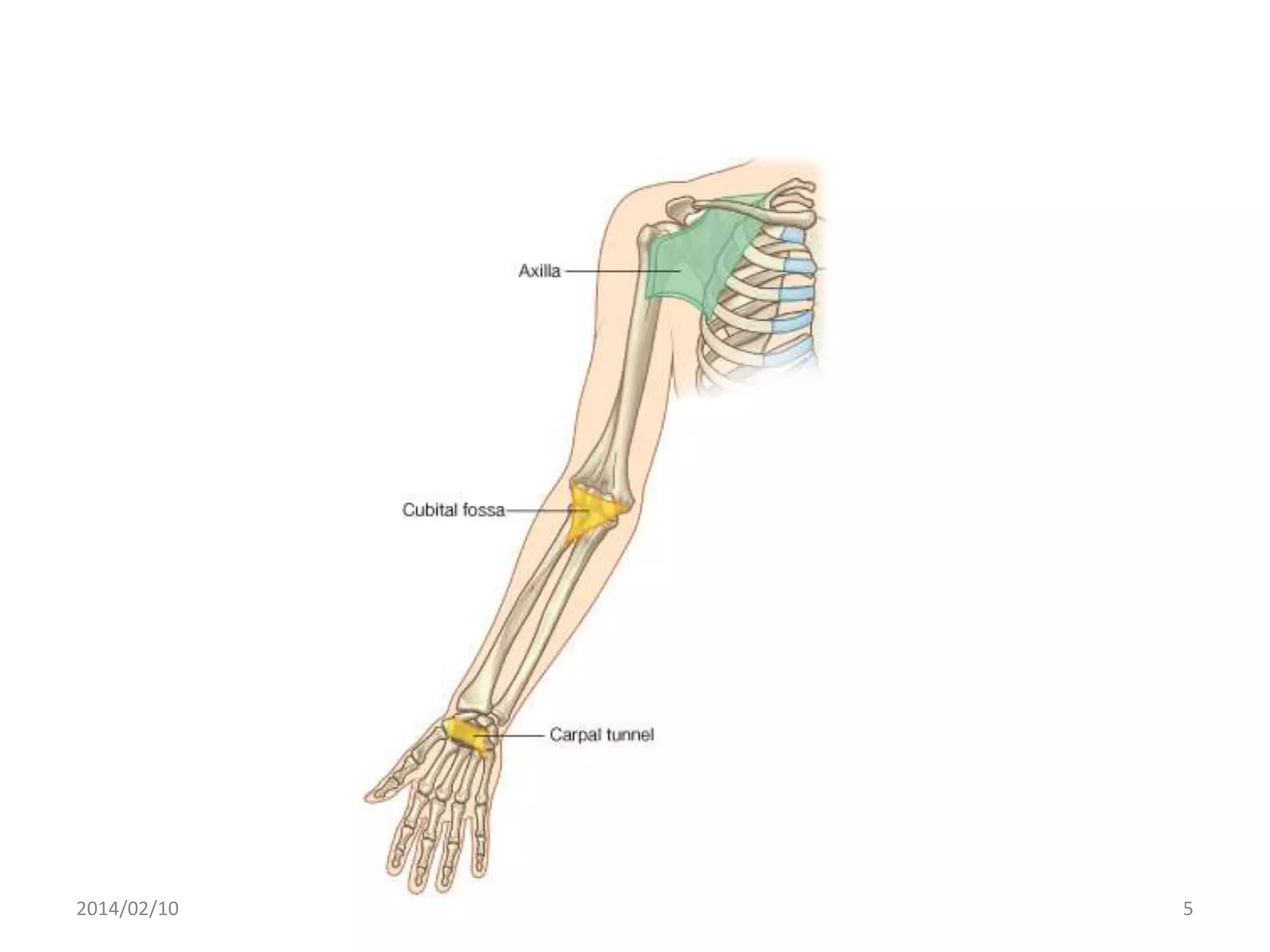 Introduction to upper limb | PPTX