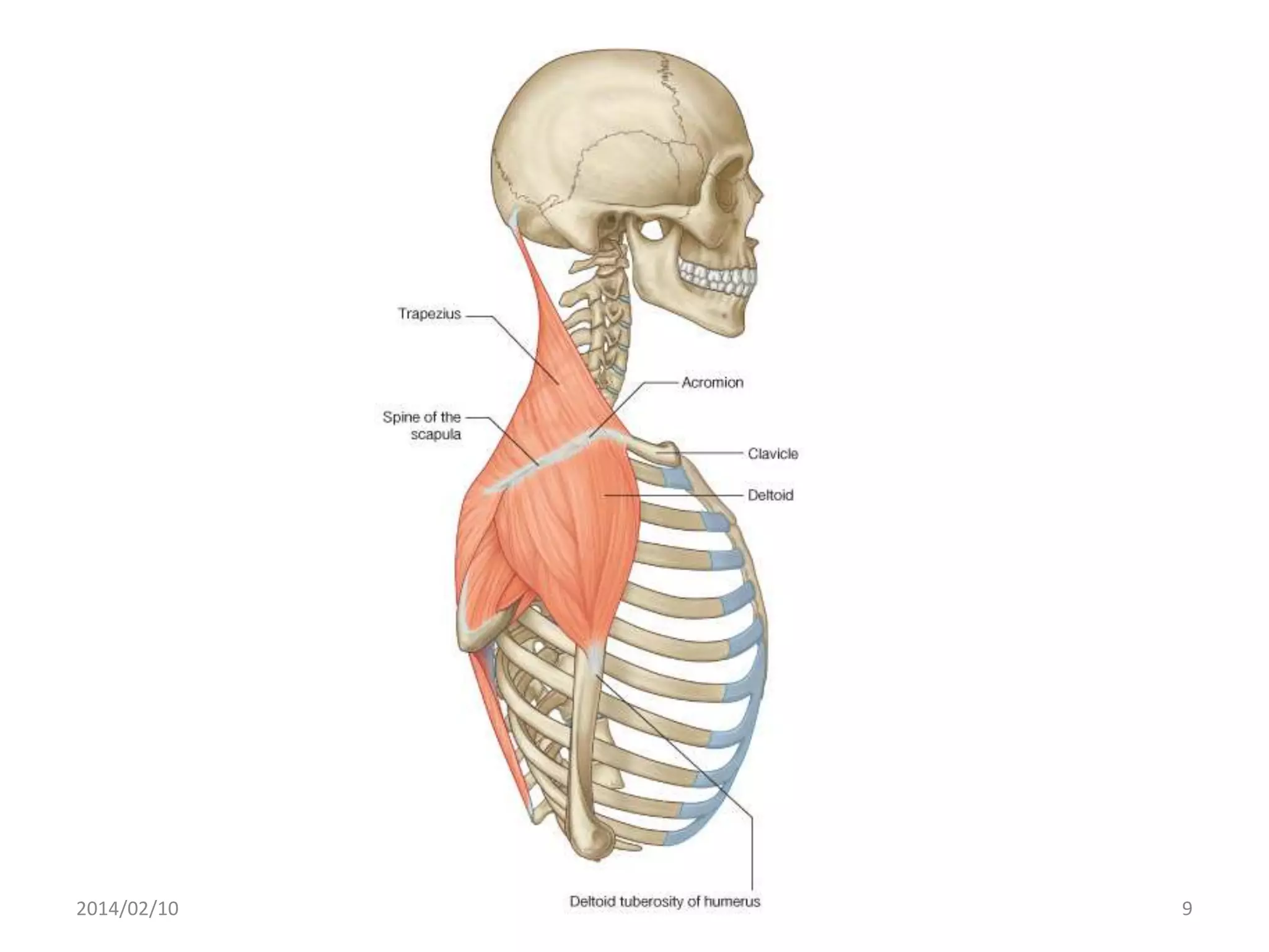 Introduction to upper limb | PPTX