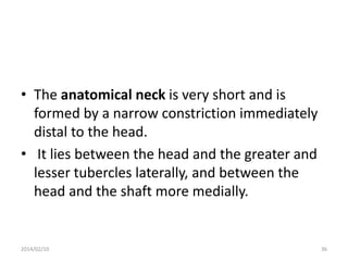 Introduction to upper limb | PPTX