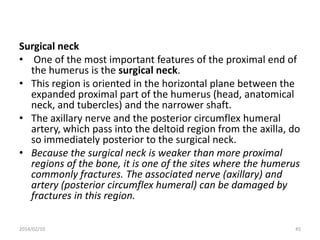 Introduction to upper limb | PPTX
