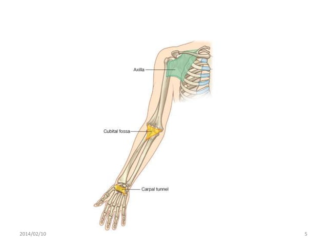 Introduction to upper limb | PPTX | Death, Injury, or Military Conflict ...