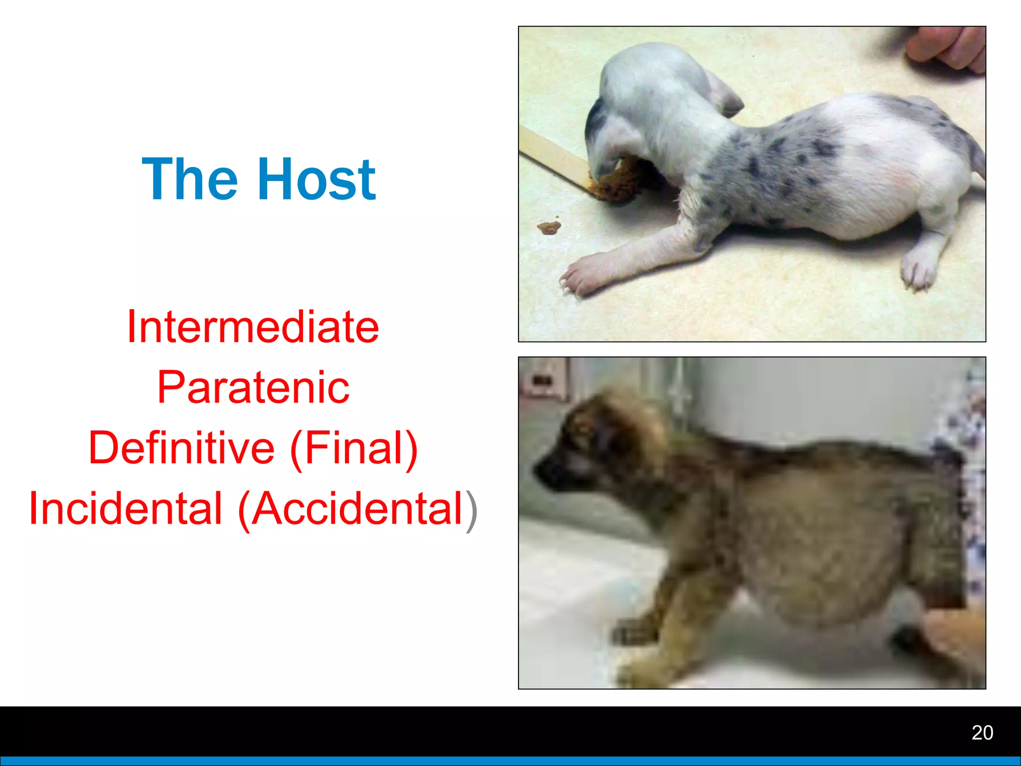 Introduction to veterinary parasitology asif | PPTX