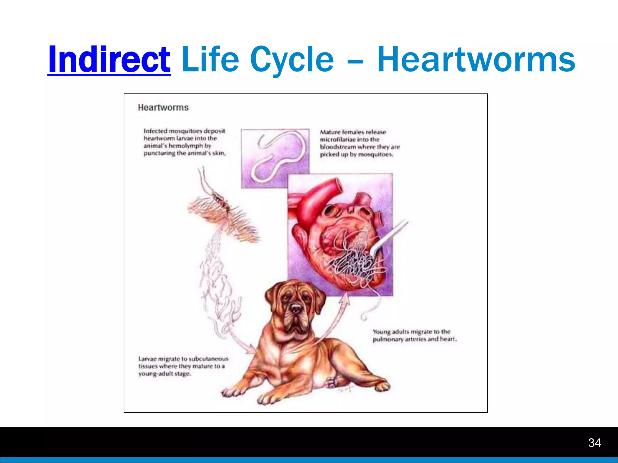 Introduction to veterinary parasitology asif | PPTX