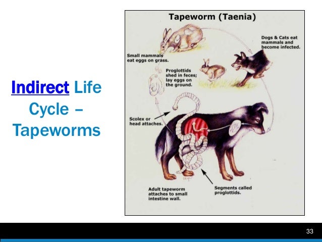 Introduction to veterinary parasitology asif