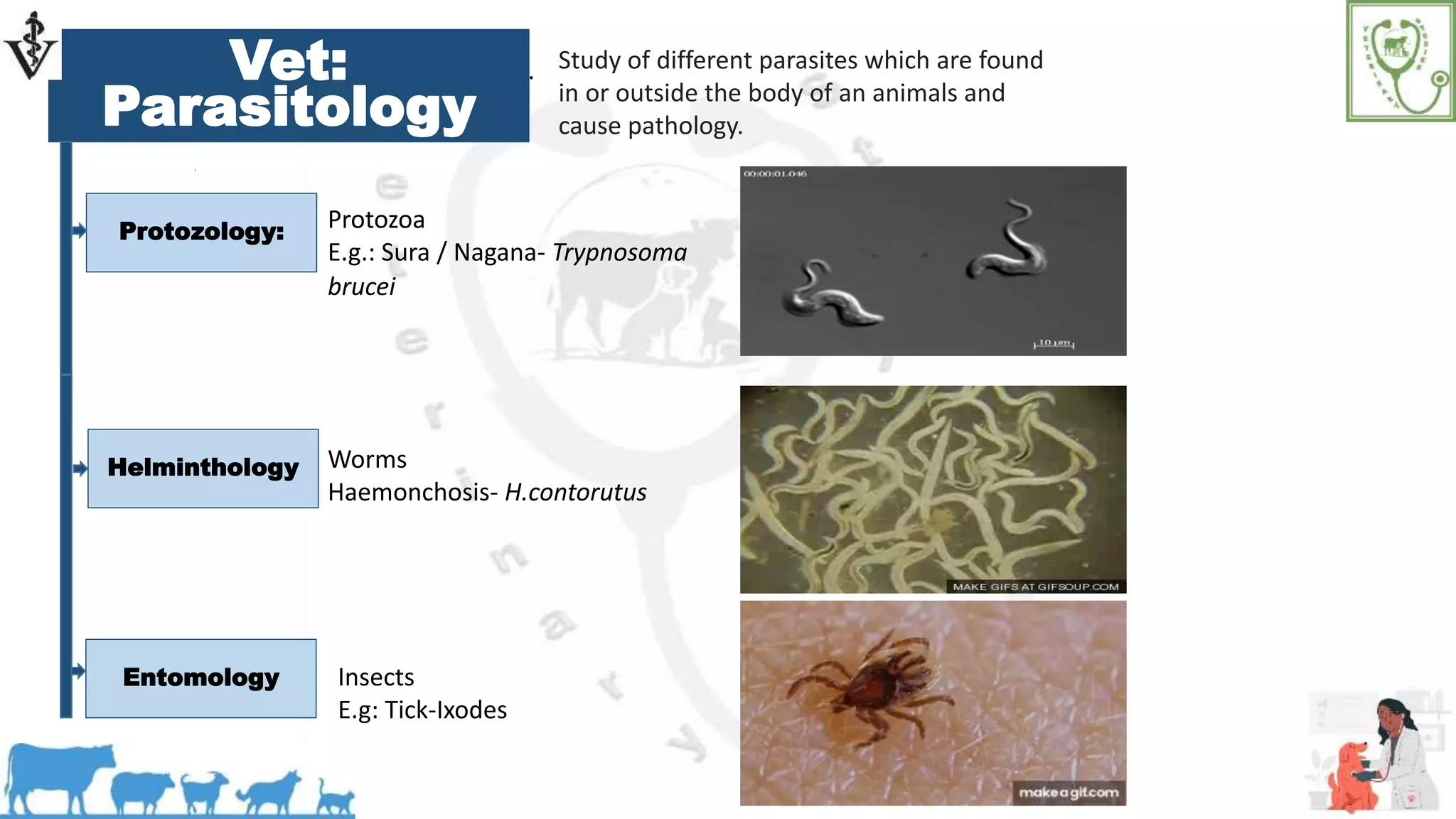 Introduction to Veterinary Sciences | PPTX