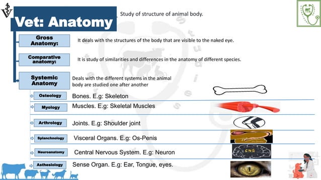 Introduction to Veterinary Sciences | PPTX
