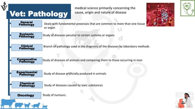 Introduction to Veterinary Sciences | PPTX